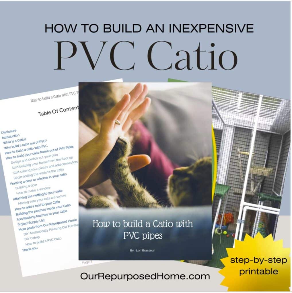 Indoor Cat, Outdoor Life: How to Keep Your Cats Safe Outside